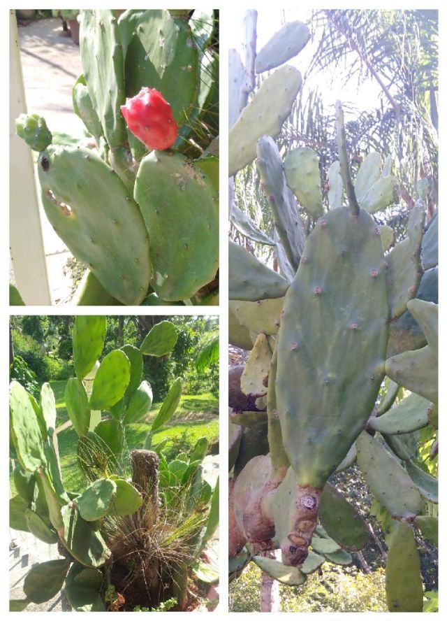 Le Nopal, le cactus des Aztèques | Les conseils phyto-aromatiques de ...