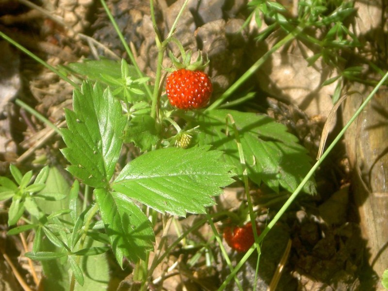 Un astringent sauvage des bois et des talus : le fraisier sauvage | Les ...