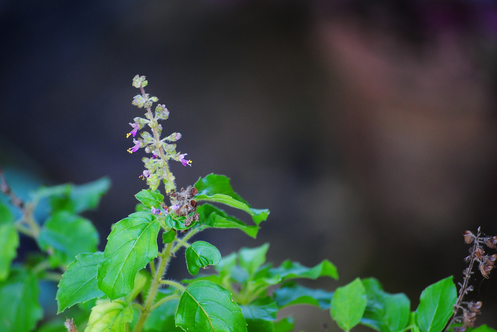 Le Basilic sacré , Tulsi / Tulasi : la reine des plantes ayurvédiques ...