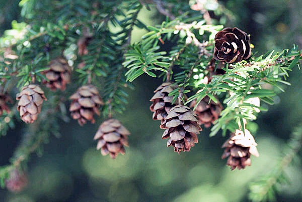 La pruche du Canada | Les conseils phyto-aromatiques de Laurence et ses ...